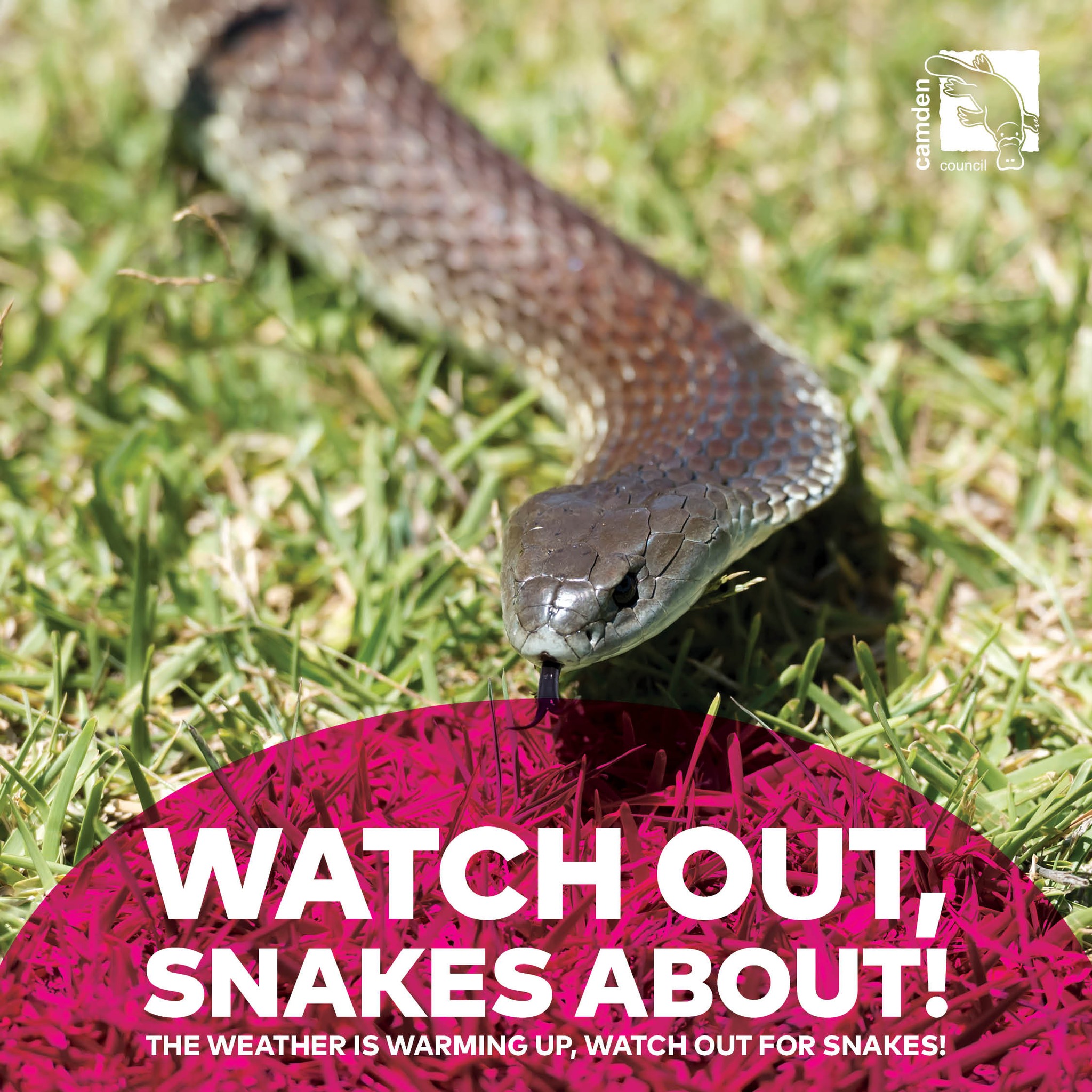 Slithery snakes ssss-elebrate summer too » Camden Council